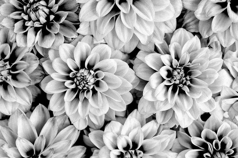 Samolepící fototapeta květiny dálí v černobílém provedení - 150x100 cm