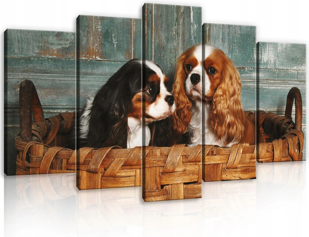 Obraz 100x60 Pejsci štěňat Cavalier King Charles Spaniel koš sladký