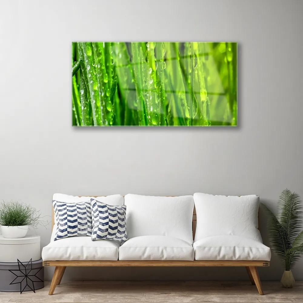 akrylový obraz Tráva Rostlina Příroda 100x50 cm