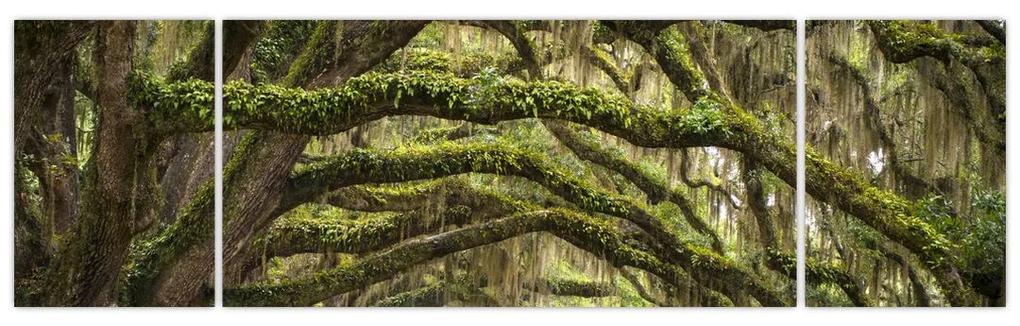 Obraz - Oaks Avenue, Charleston, Jižní Karolína, USA (170x50 cm)