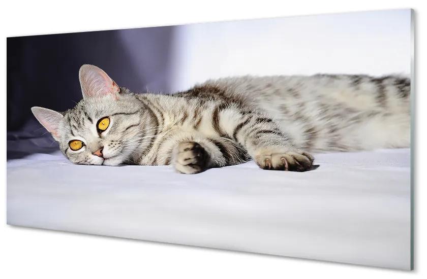 Obraz na skle ležící kočka 120x60 cm