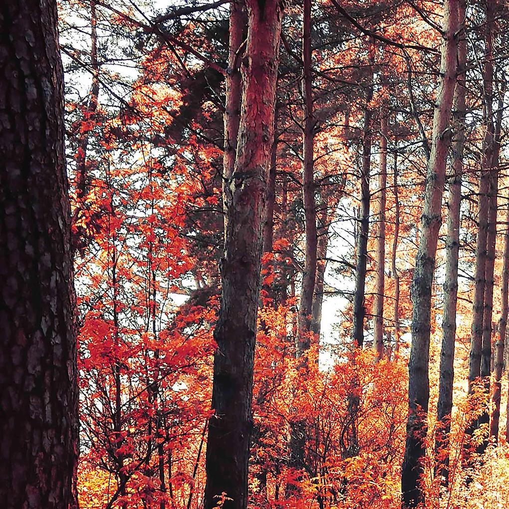 Malvis ® Tapeta Červený podzim v lese Vel. (šířka x výška): 216 x 140 cm