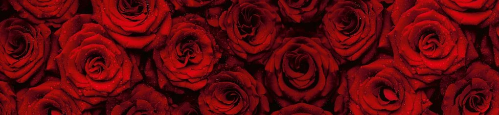 DIMEX | Fototapeta do kuchyně Rudé růže KI-260-132 | 260 x 60 cm | červená