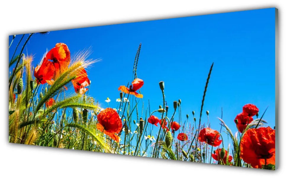 Plexisklo-obraz Květiny Máky Pole Trávy 125x50 cm