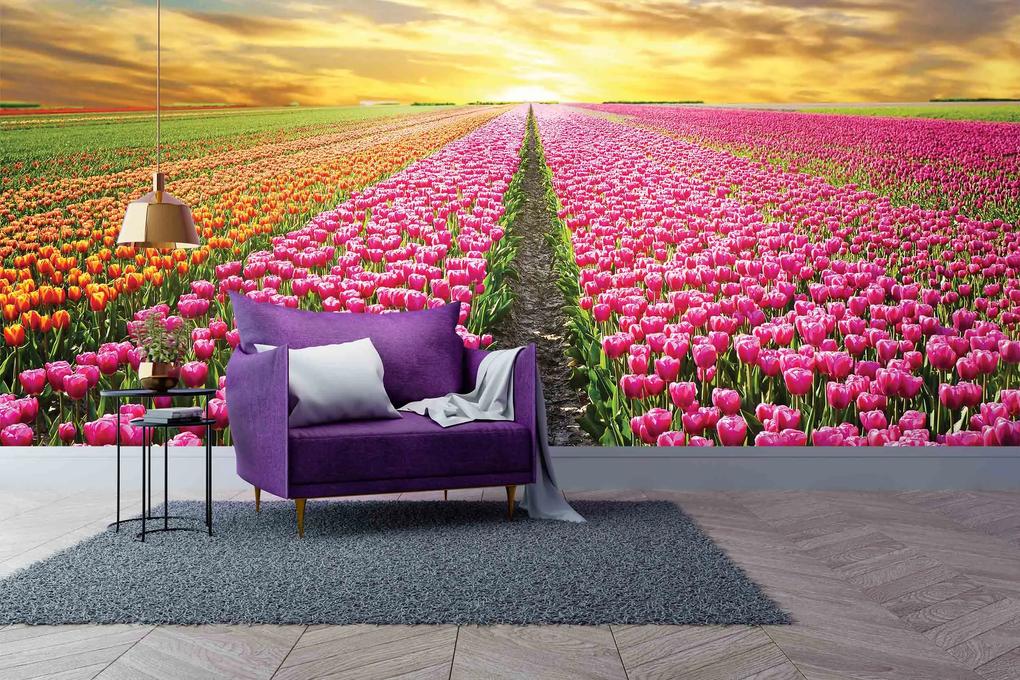 Malvis ® Tapeta Pole tulipánů Vel. (šířka x výška): 216 x 140 cm