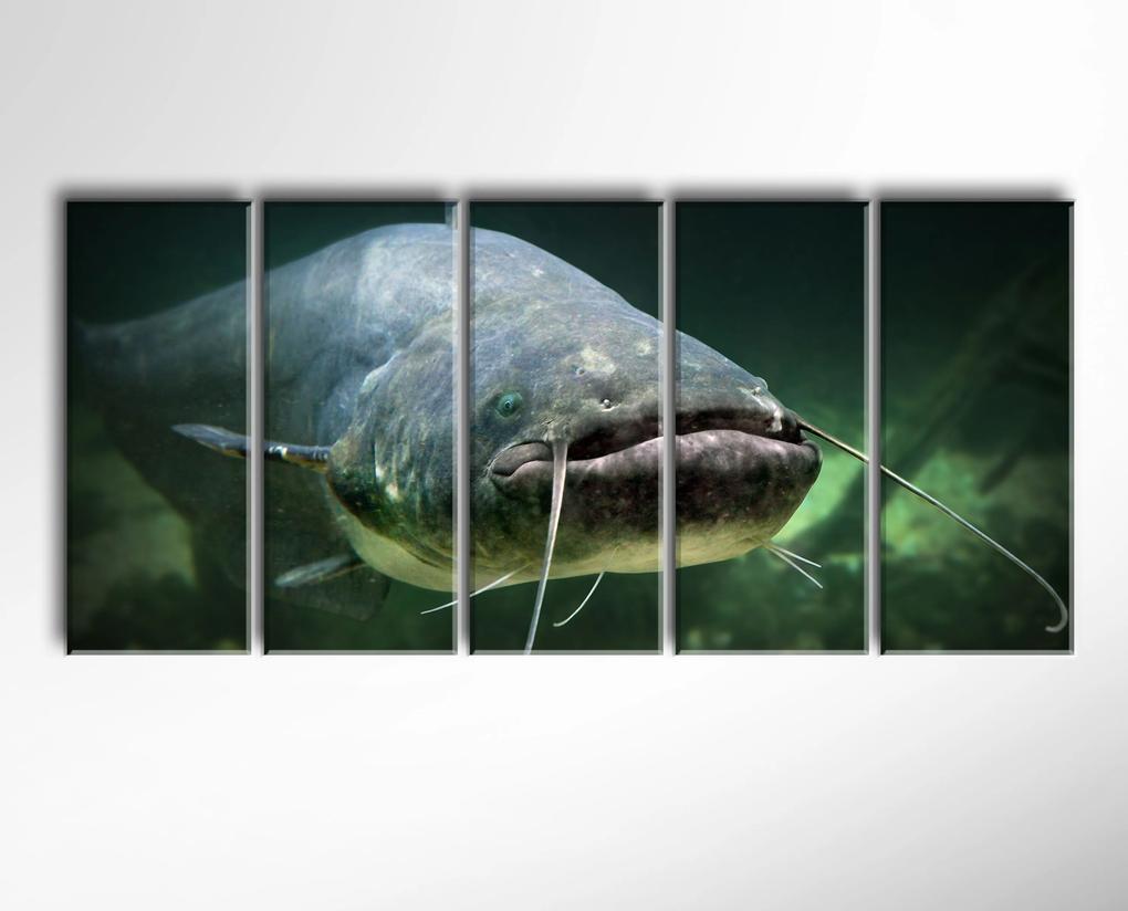 Malvis ® Obraz Sumec pod vodou ROZMĚR (šířka x výška): jednodílný obdélník 150x60 cm