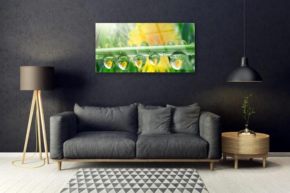 Obraz na skle Stonek Kapky Rosa Rostlina 120x60 cm