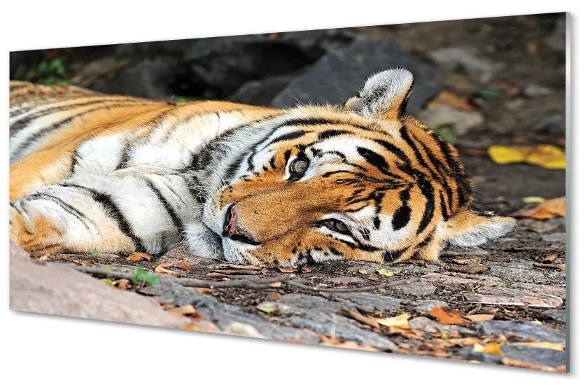 Obraz na skle ležící tygr 120x60 cm