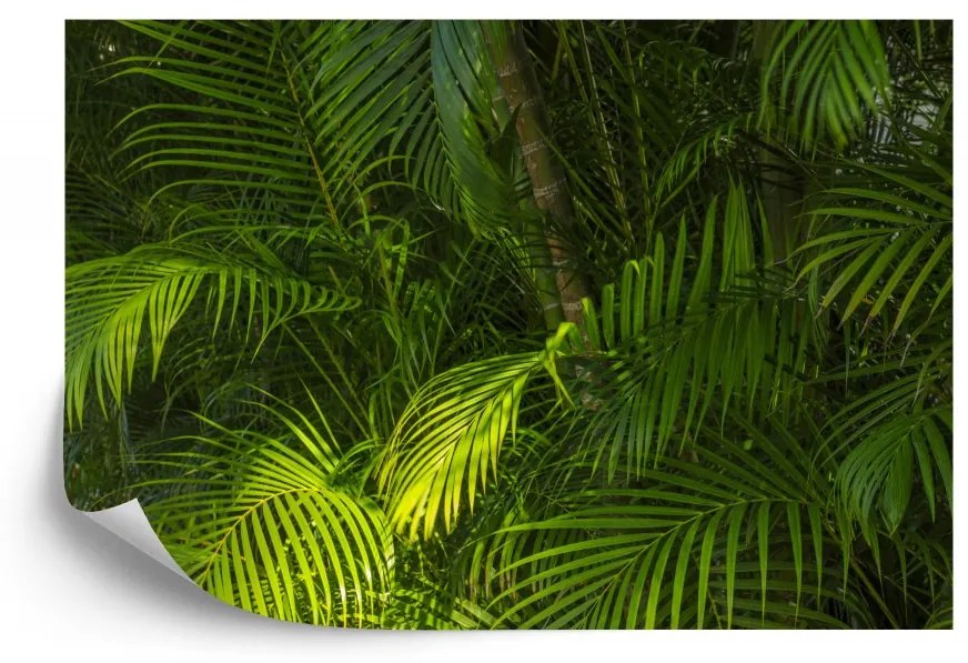 Fototapeta Palmové Listy Omyvatelný vlies 90x60
