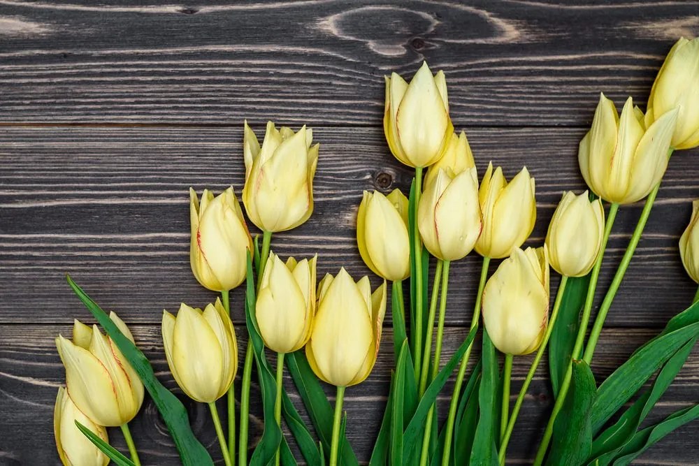 Obraz očarujúce žulté tulipány na dřevěném podkladě