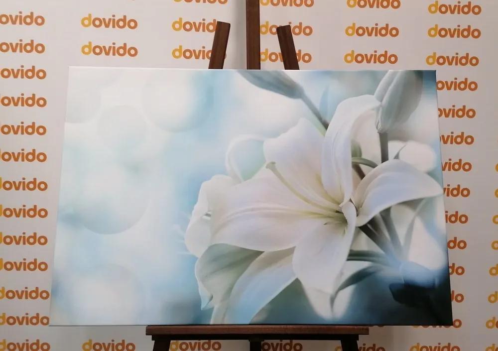 Obraz bílý květ lilie na abstraktním pozadí - 90x60 cm