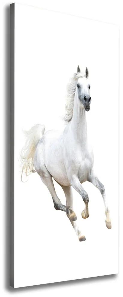 Wallmuralia Foto obraz na plátně Bílý kůň cval 50x125 cm