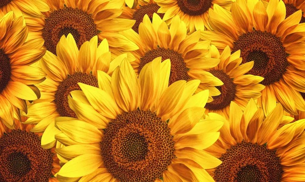 Vícedílný obraz 3D Květy Slunečnice Nedostatek Nedostatek Plátno Canvas 200x120