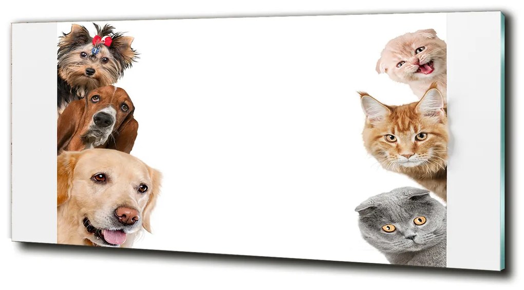Foto-obrah sklo tvrzené Psy a kočky