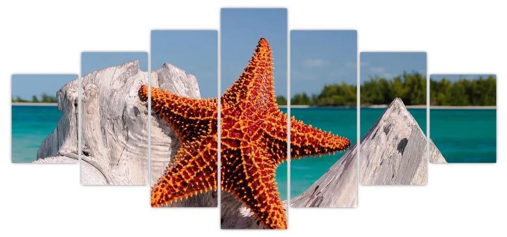 Obraz mořské hvězdice (210x100 cm)