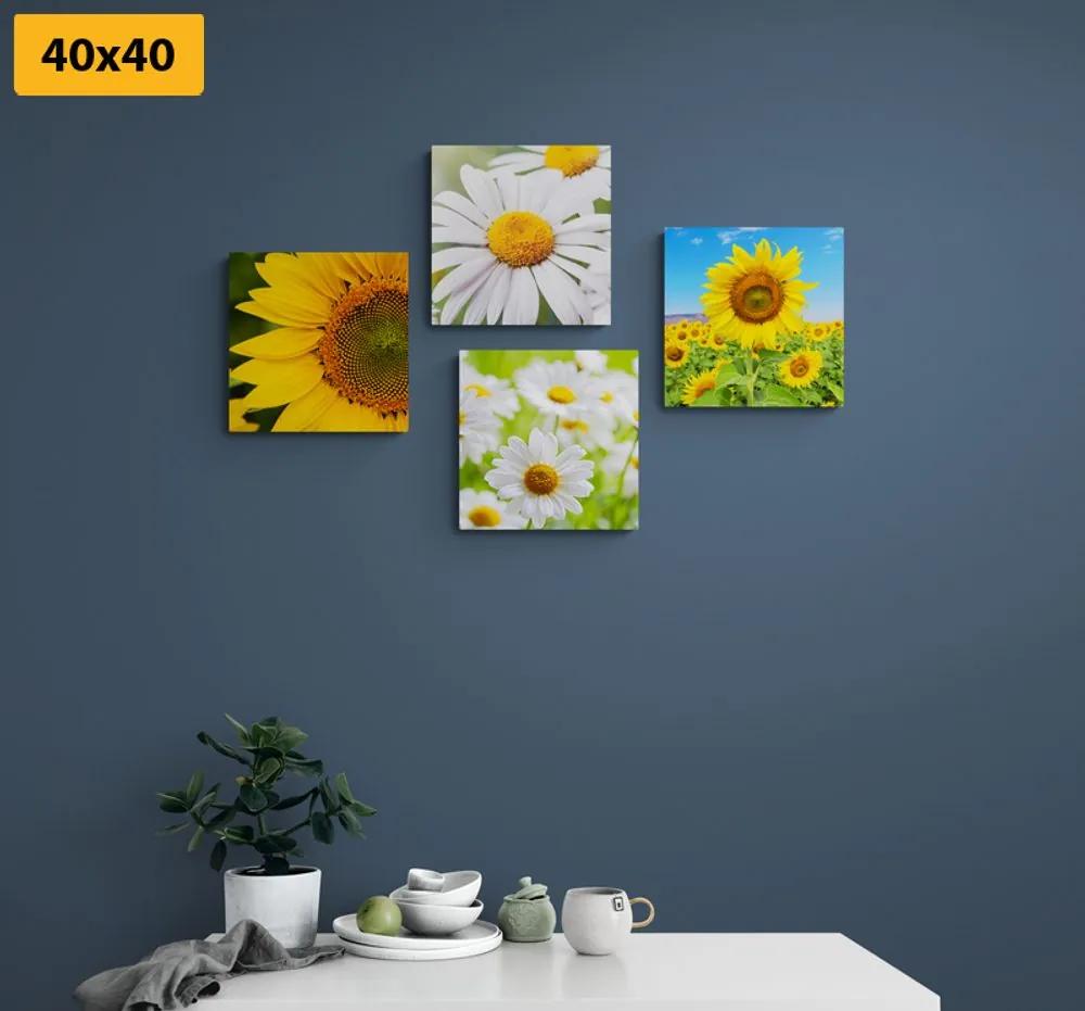 Set obrazů nádherné květiny na louce Varianta: 4x 40x40