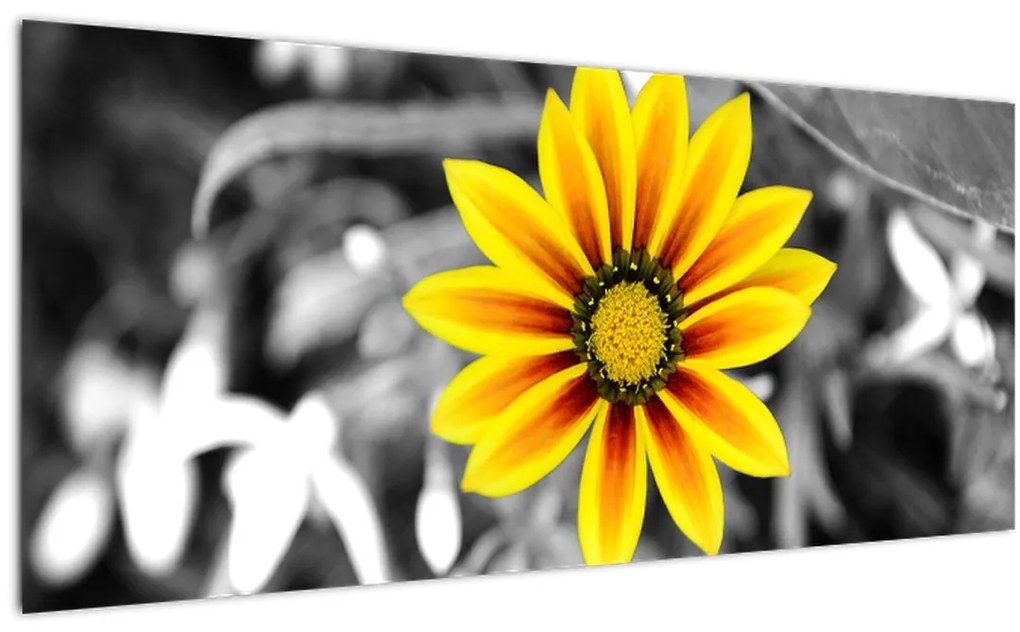Obraz žluté květiny (100x40 cm), 40 dalších rozměrů