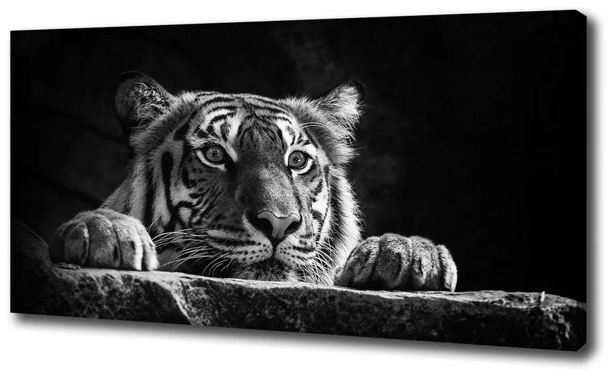 Wallmuralia Foto obraz na plátně Tygr 100x50 cm