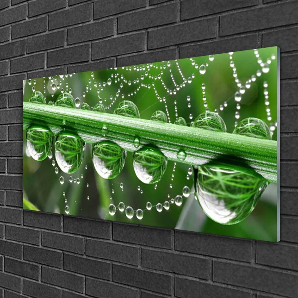 Obraz na skle Pavučina Kapka Rostlina 100x50 cm