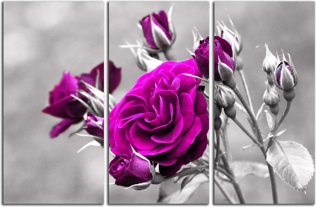 Obraz Fialová růže , vícedílný
