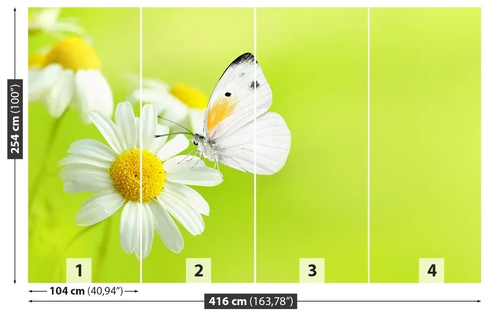 Fototapeta Motýl a heřmánek 104x70