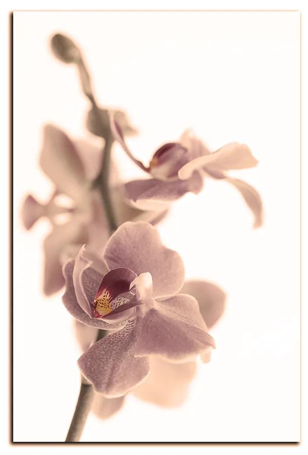 Obraz na plátně - Orchidej květ izolována na bílém pozadí - obdélník 7222FA (60x40 cm)