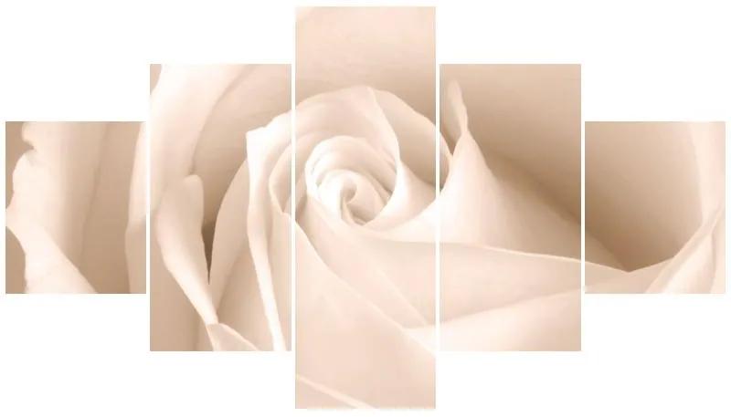 Obraz jemné růže (125x70 cm), 40 dalších rozměrů
