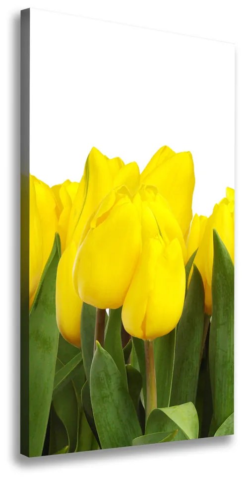 Wallmuralia Foto obraz na plátně Žluté tulipány 60x120 cm
