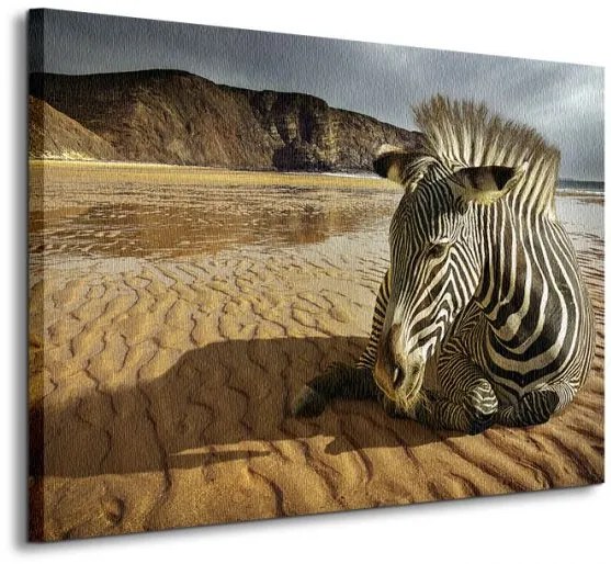 Obraz na plátně Zebra na pláži Caetano Carlos 80x60cm CS0299