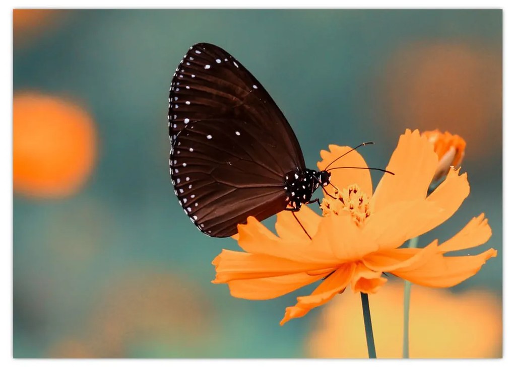 Obraz - motýl na oranžové květině (70x50 cm)