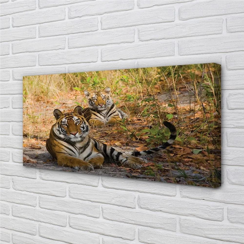Obrazy na plátně Tigers 120x60 cm