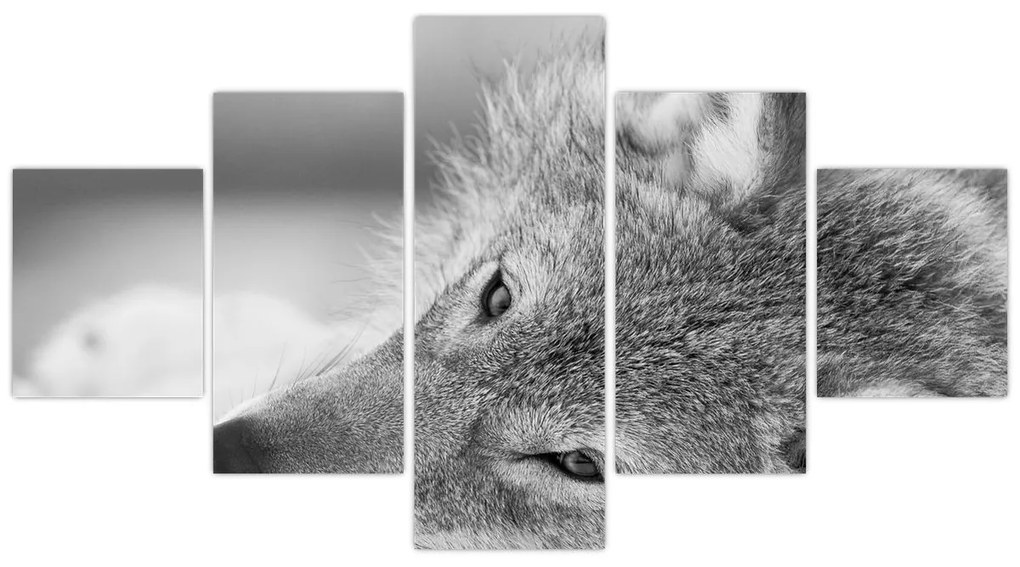 Obraz - Vlk, černobílá (125x70 cm)