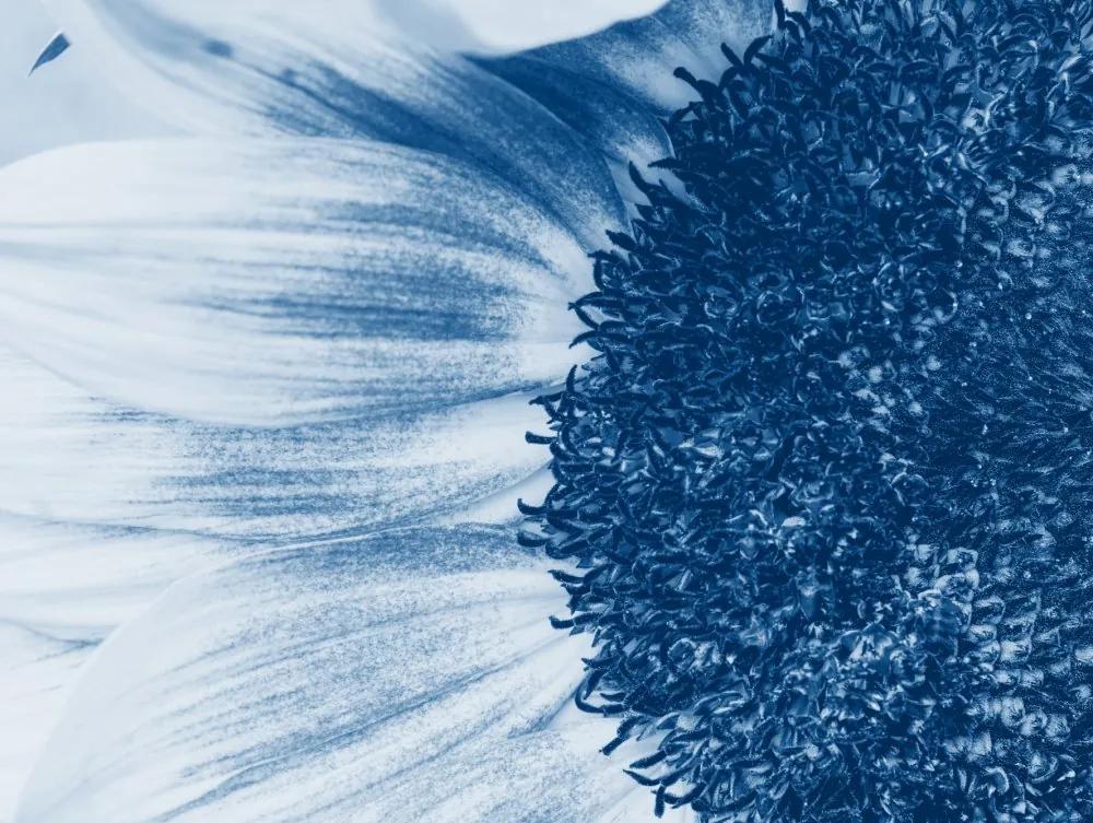 Vícedílný obraz Modrá Slunečnice V Makro Měřítku Nedostatek Nedostatek Přírodní plátno 200x150