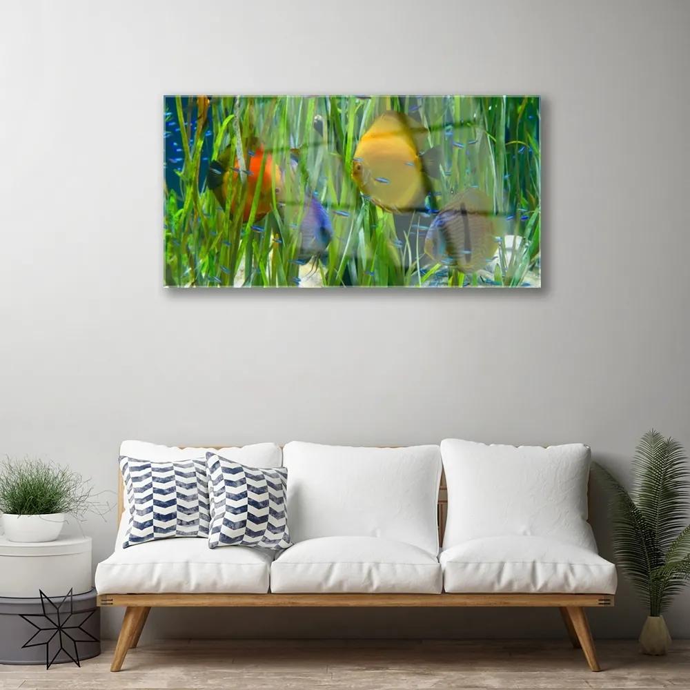 Obraz na skle Ryba Řasy Příroda 140x70 cm