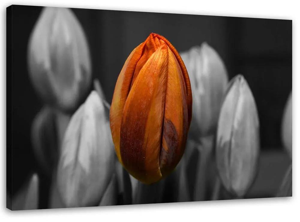 Gario Obraz na plátně Oranžový tulipán Rozměry: 60 x 40 cm