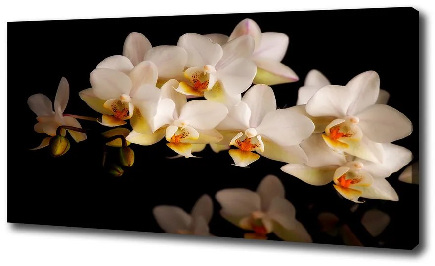 Wallmuralia Foto obraz na plátně Orchidej 100x50 cm