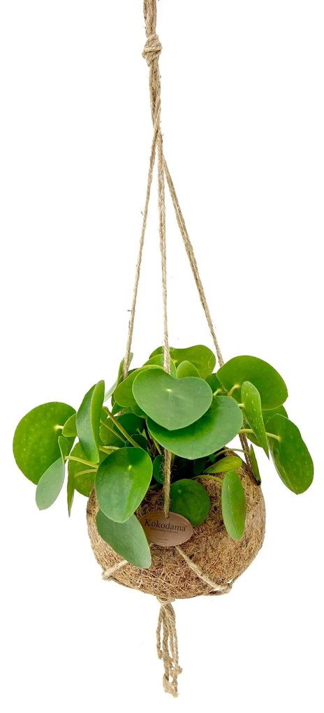 Kokodama Pilea peperomioides (M) Chinese money plant, Palačinková kytka