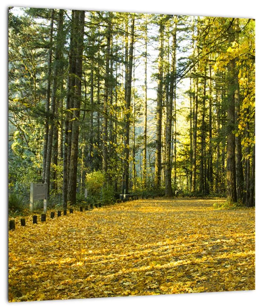 Obraz - les na podzim (30x30 cm)