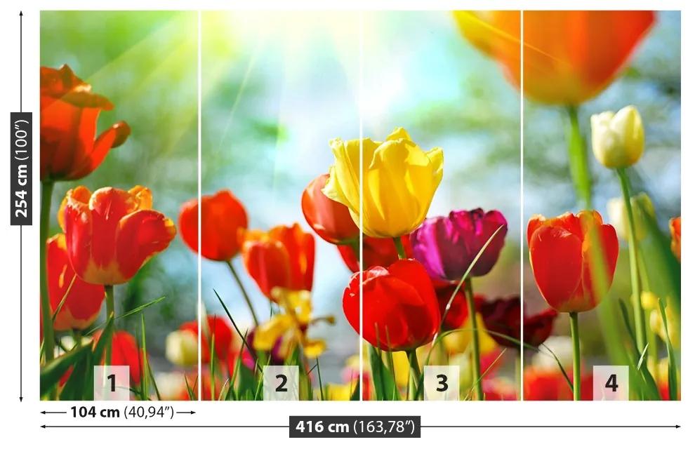 Fototapeta Květiny tulipánů 104x70