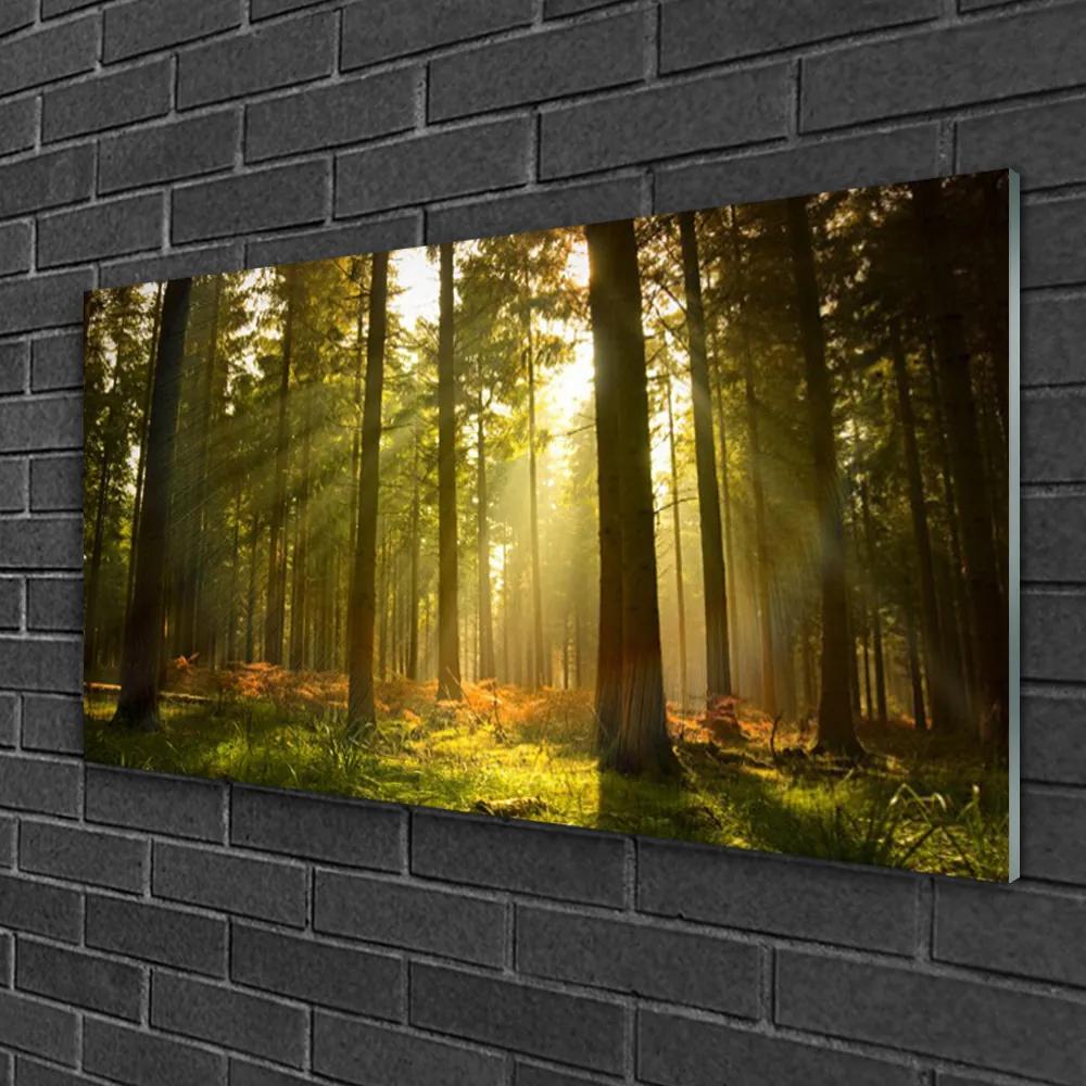 Obraz na skle Les Příroda 125x50 cm