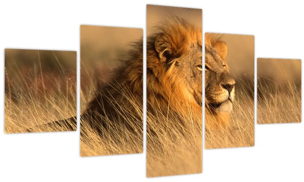 Obraz - Národní park Etosha (125x70 cm)