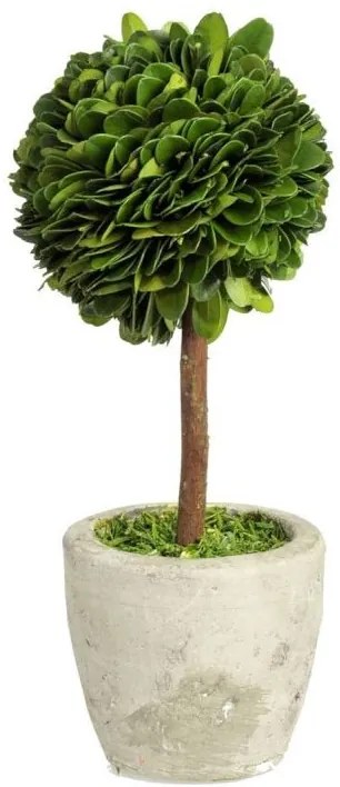 Buxus na kmínku v květináči - Ø10*24 cm