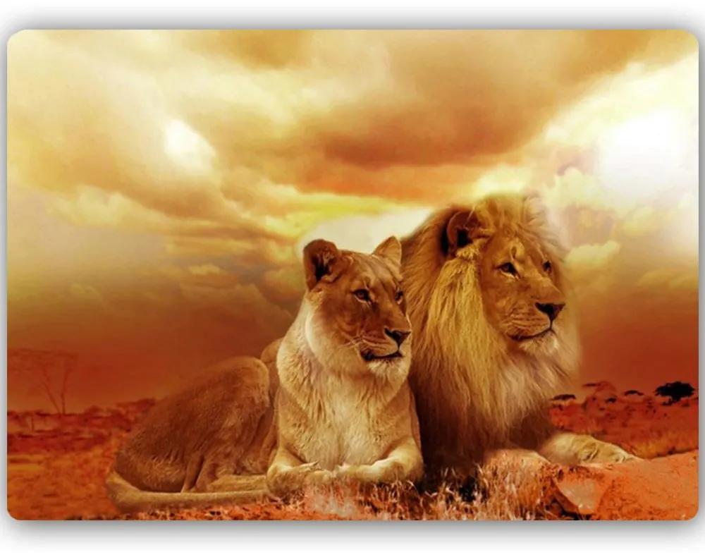 CARO Kovový obraz - A Pair Of Lions 60x40 cm