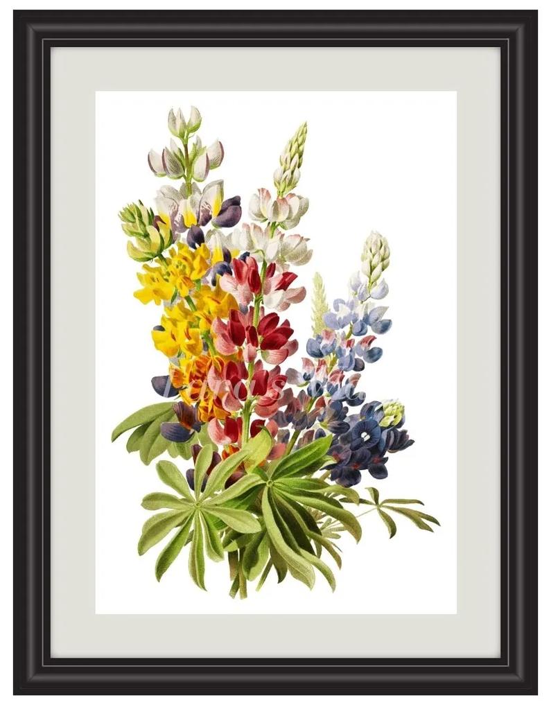 Obraz květiny vlčí bob A4 (210 x 297 mm): 210 x 297 mm