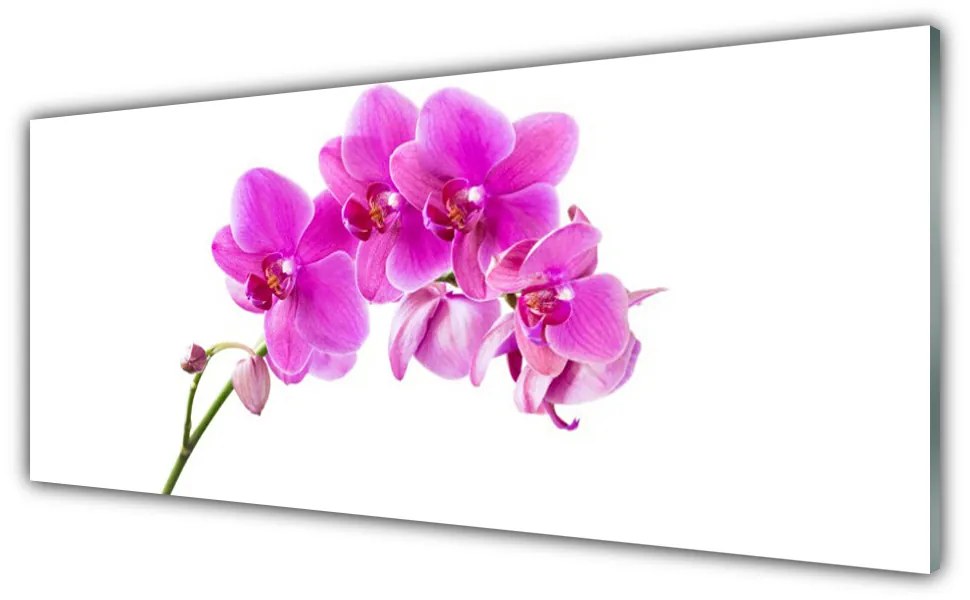 Plexisklo-obraz Vstavač Květ Orchidej 125x50 cm