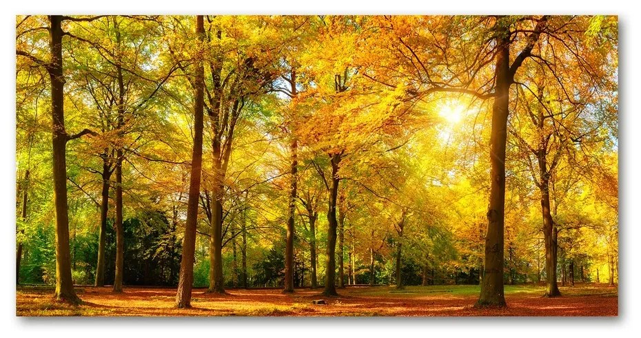 Wallmuralia Foto obraz sklo tvrzené Podzimní les 100x50 cm