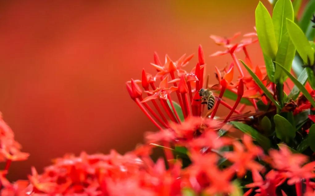 Obraz včela na květech Velikost (šířka x výška): 60x40 cm