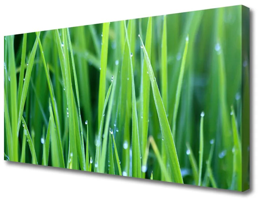 Obraz na plátně Tráva Kapky Rostlina Příroda 120x60 cm