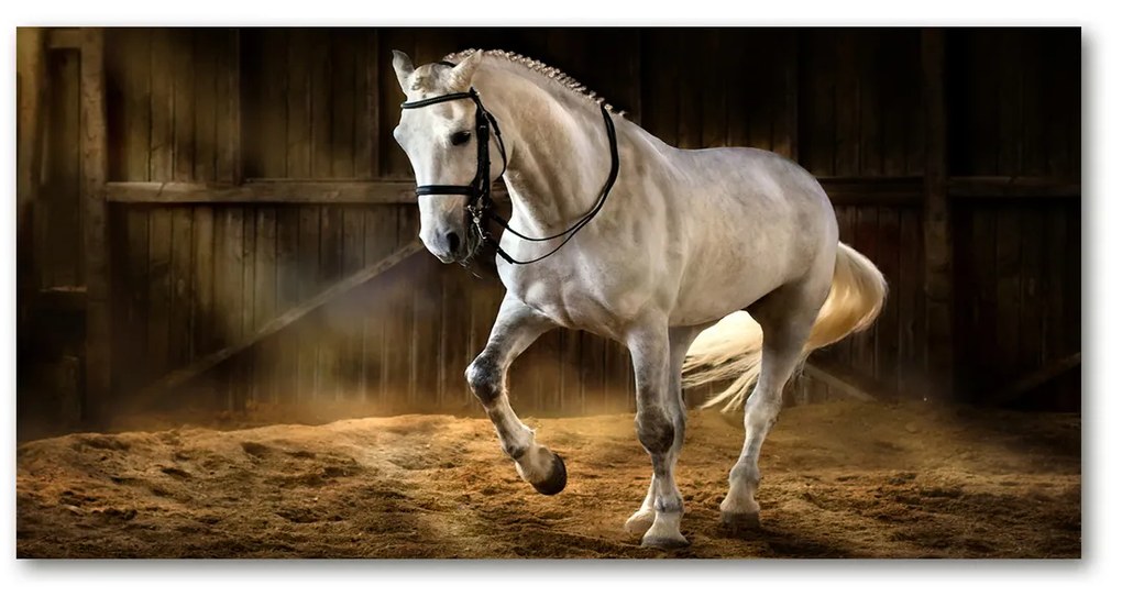 Moderní obraz fotografie na akrylu Bílý kůň ve stáji