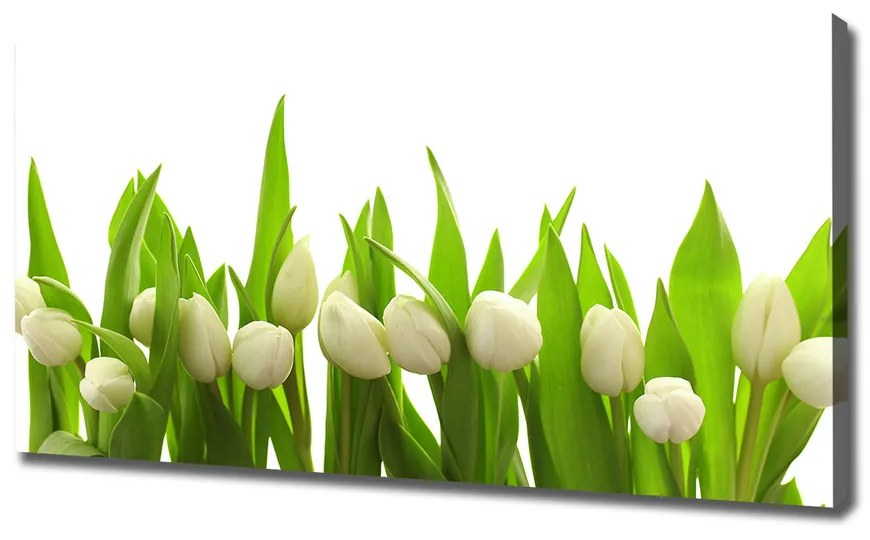 Wallmuralia Foto obraz na plátně do obýváku Bílé tulipány 120x60 cm